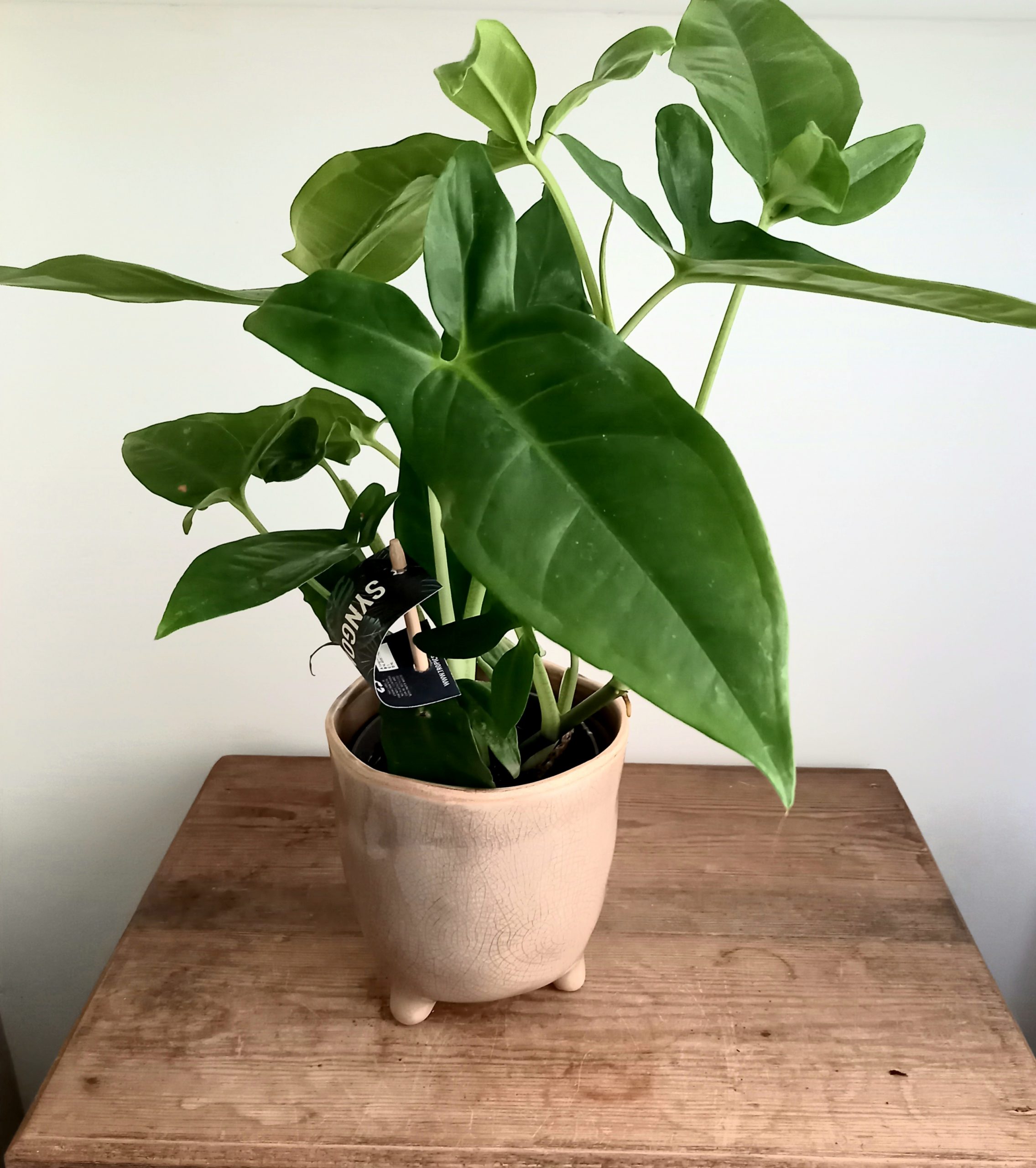 Syngonium podophyllum 'Trileaf Wonder' - small and green