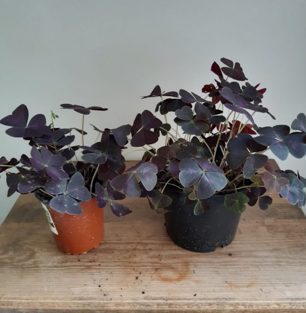 Oxalis triangularis subspecies papilionacea - small and green