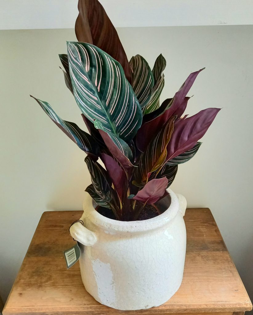 Calathea ornata - small and green