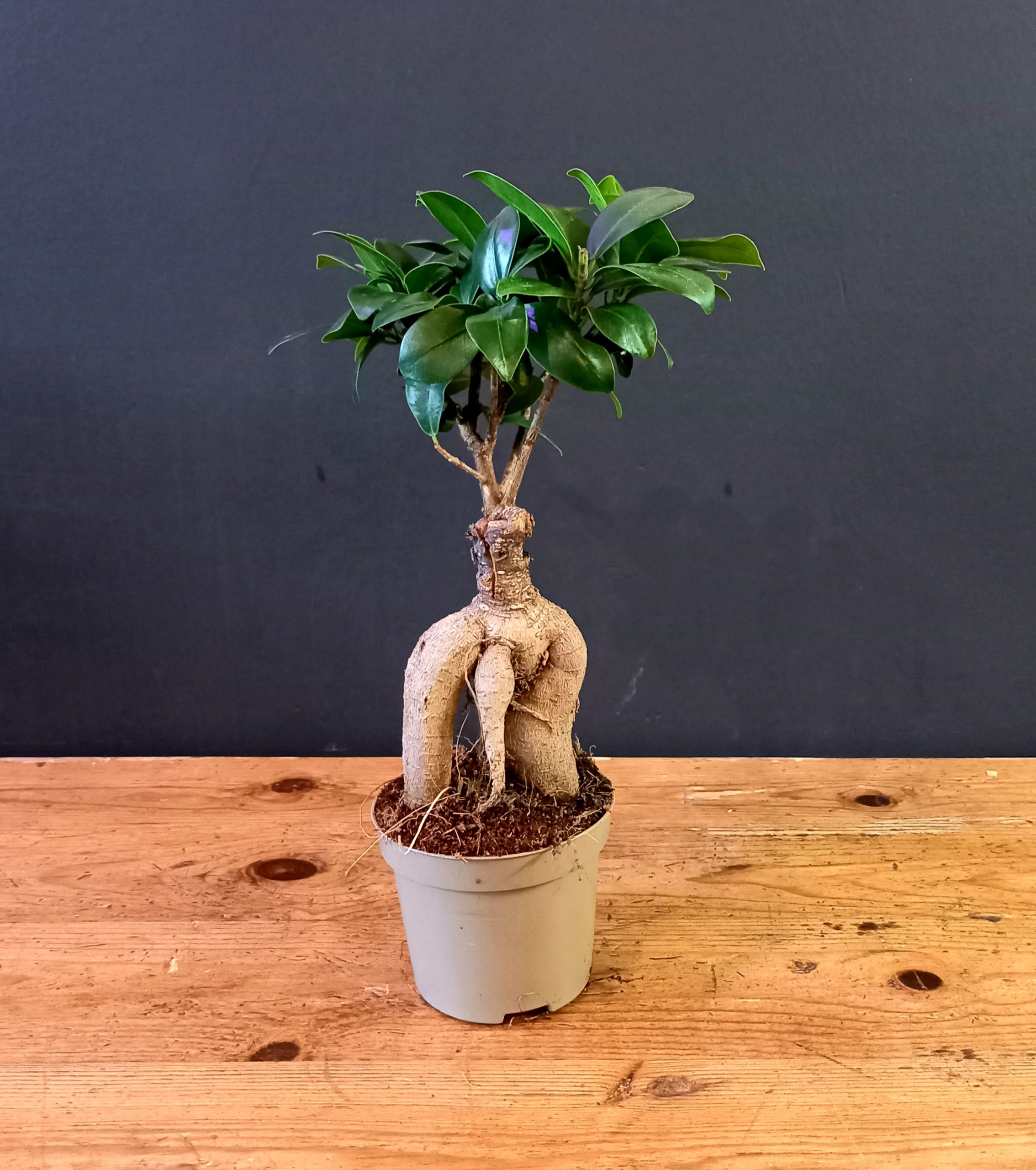 Ficus ginseng bonsai - small and green