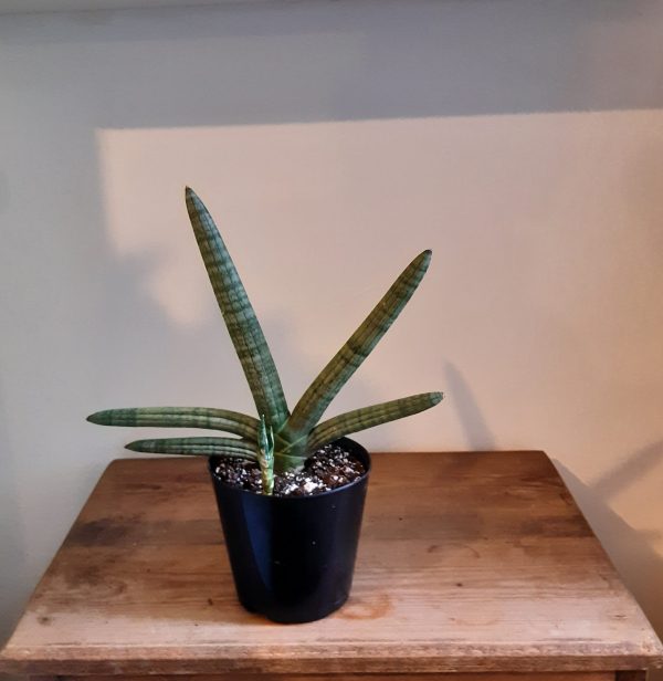 Sansevieria ‘Boncel’ - small and green