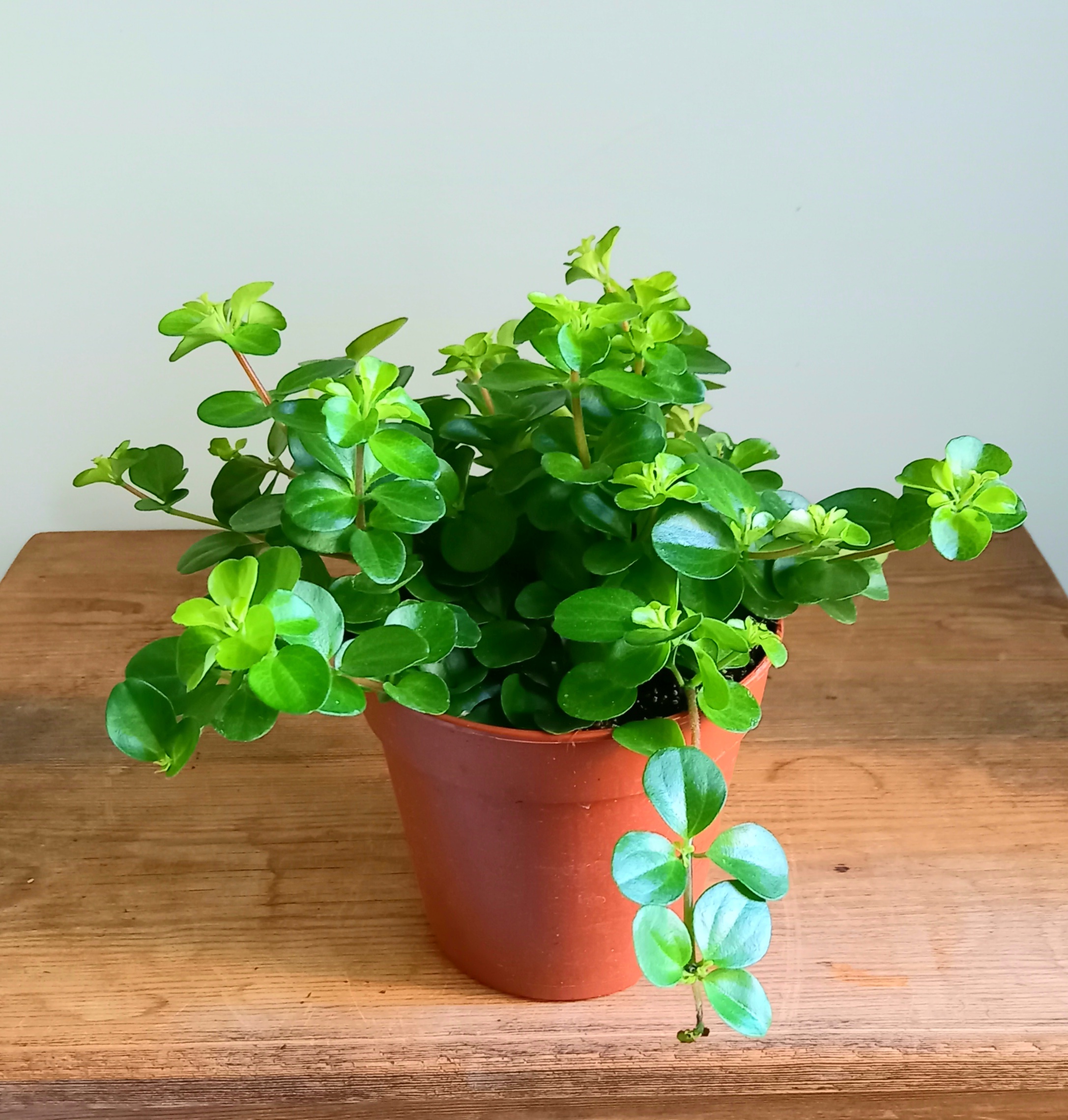 Peperomia rotundifolia - small and green
