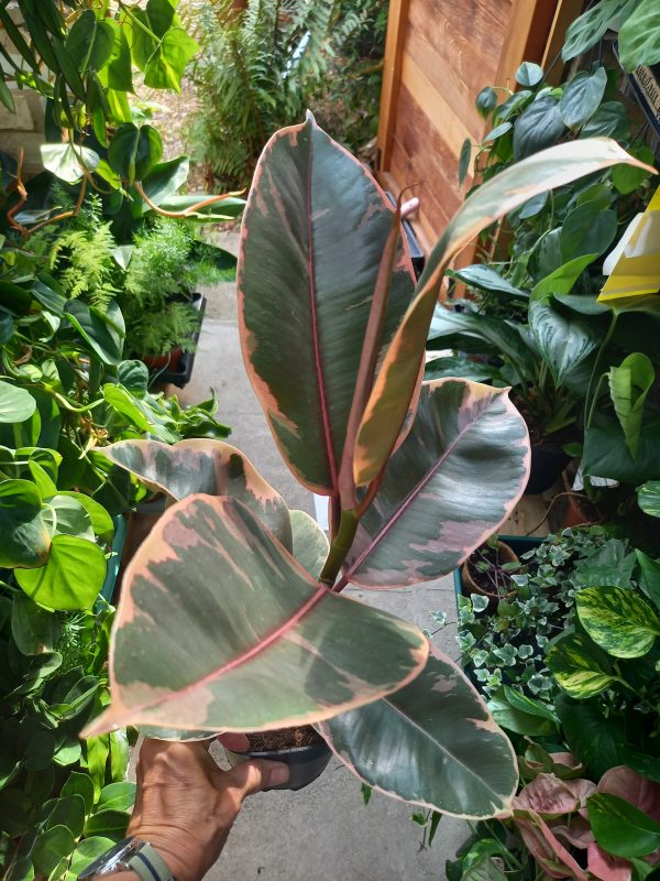 Ficus belize - small and green