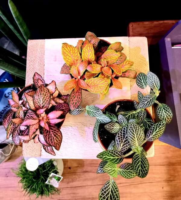 Fittonia mix of colours - small and green