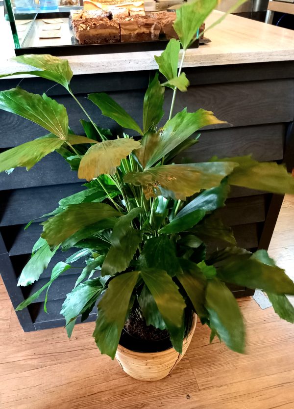 Caryota mitis - small and green
