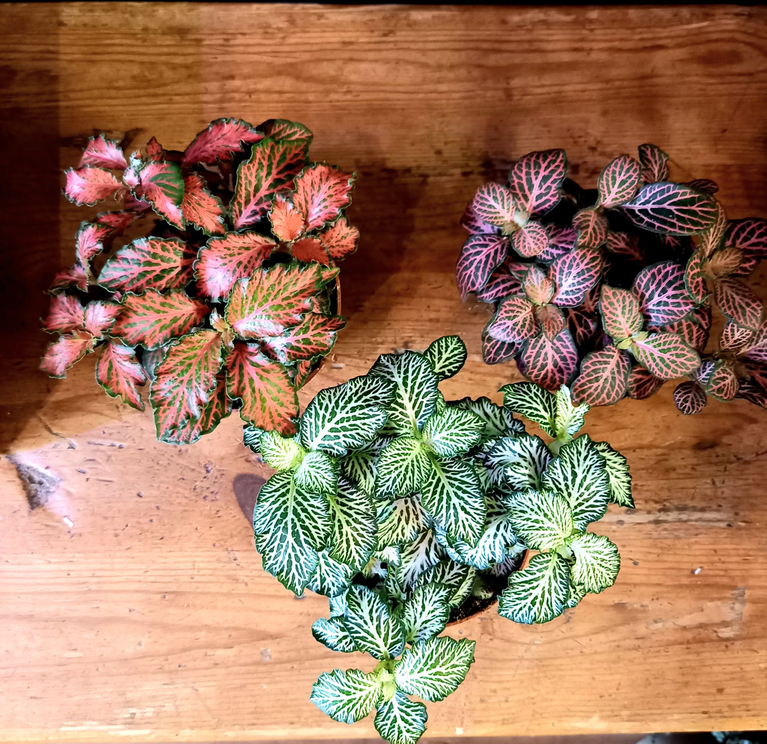 Fittonia mix of colours 8.5cm pot - small and green