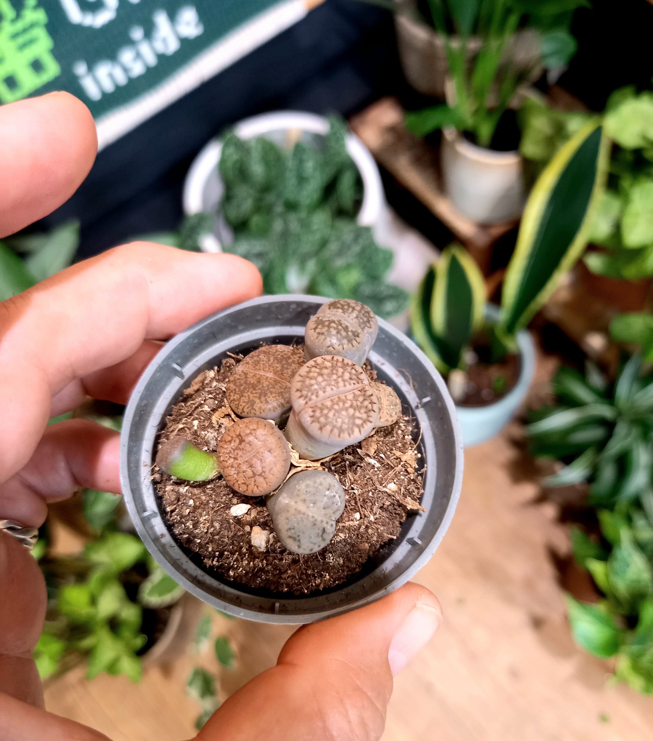 Lithops mix varieties - small and green
