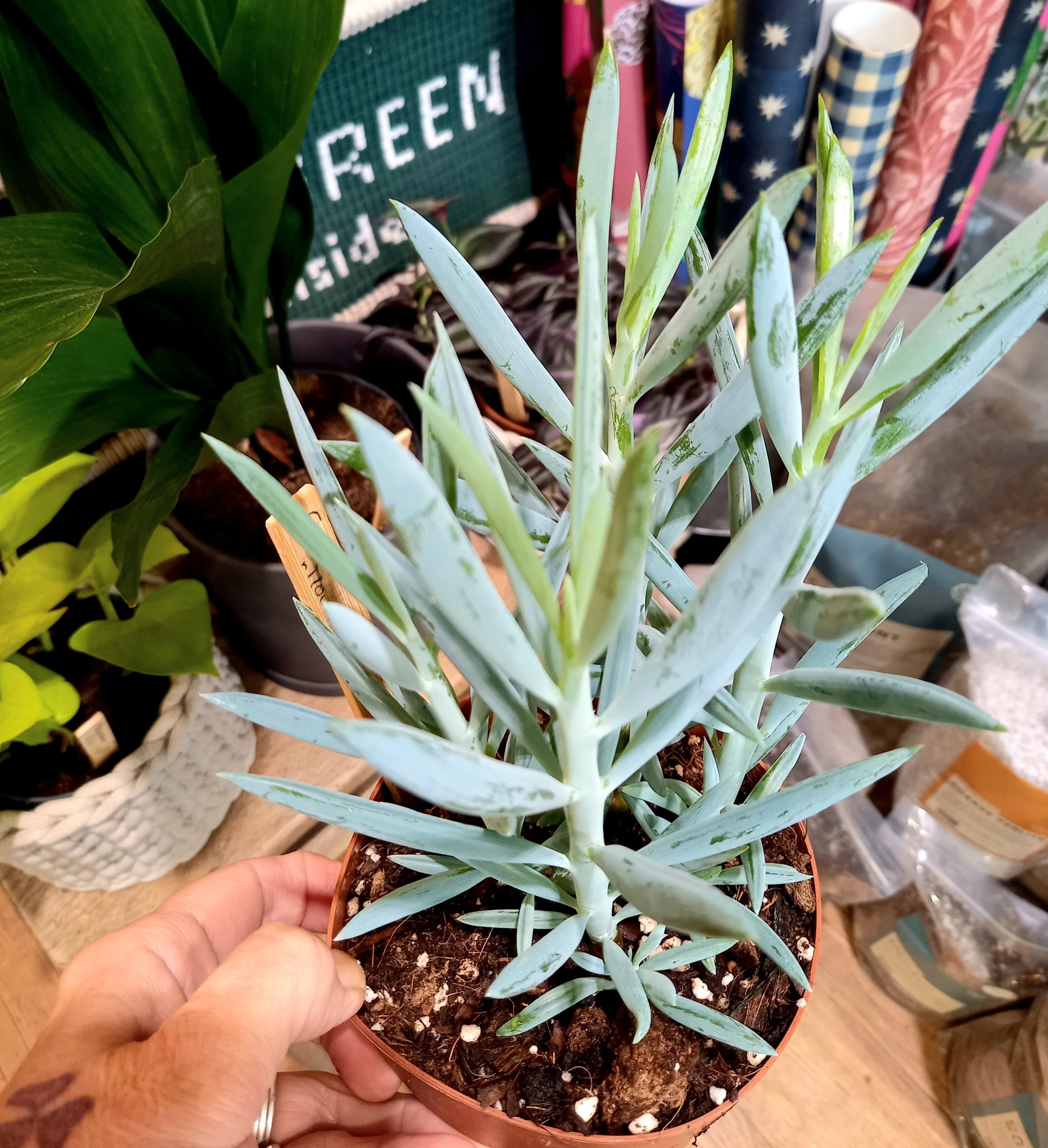 Curio ficoides ‘Mount Everest’ - small and green