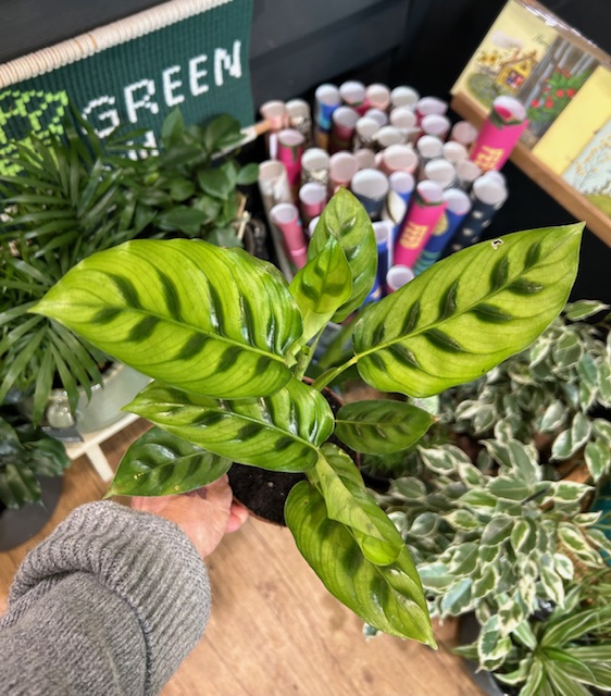 Geb & Green Calathea ‘Leopardina’ - small and green