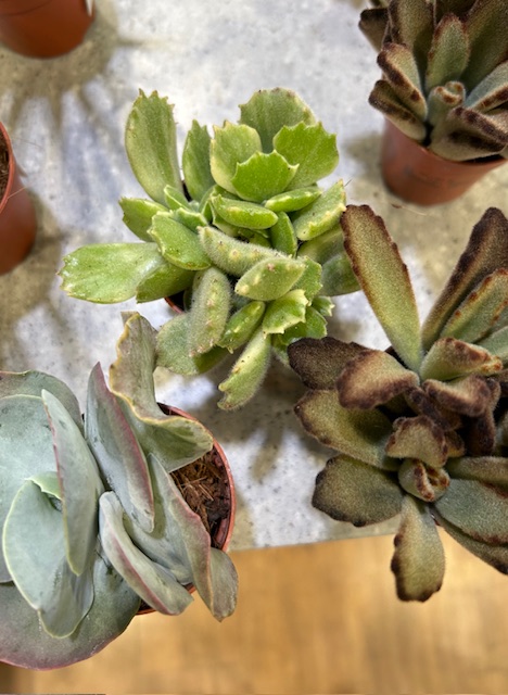 Kalanchoë Mini succulent - small and green